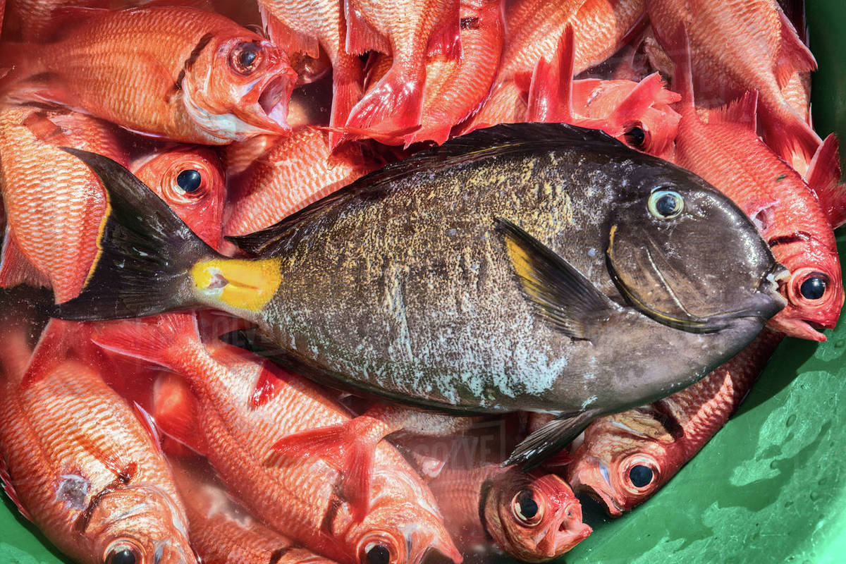 Overhead view of variety of fish in tub, Tarrafal, Cape Verde, Africa ...
