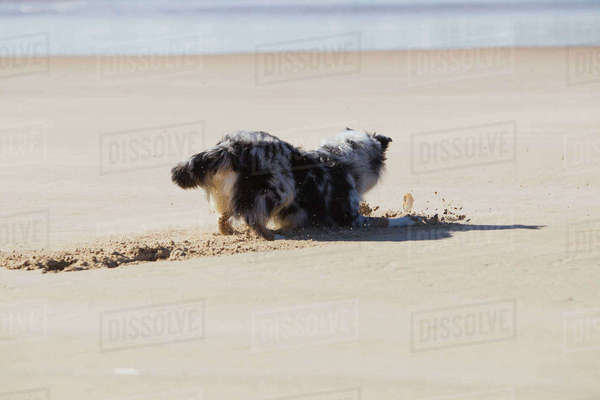 Dog digging sand on beach - Stock Photo - Dissolve