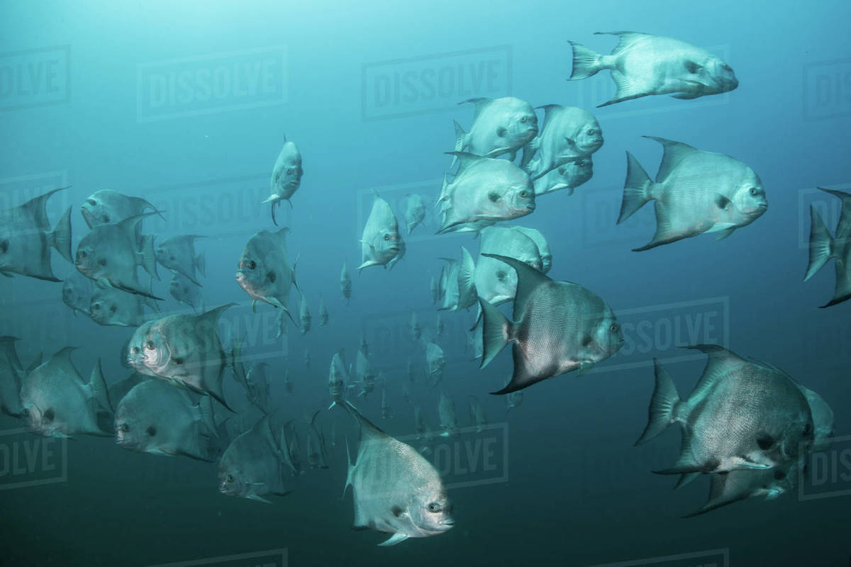 Underwater shot of schooling atlantic spade fish, Quintana Roo, Mexico ...