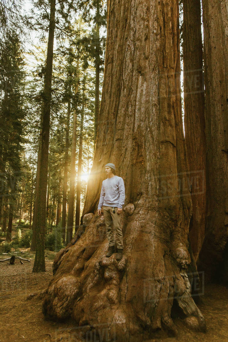 Man standing on sequoia tree, Sequoia National Park, California, USA ...