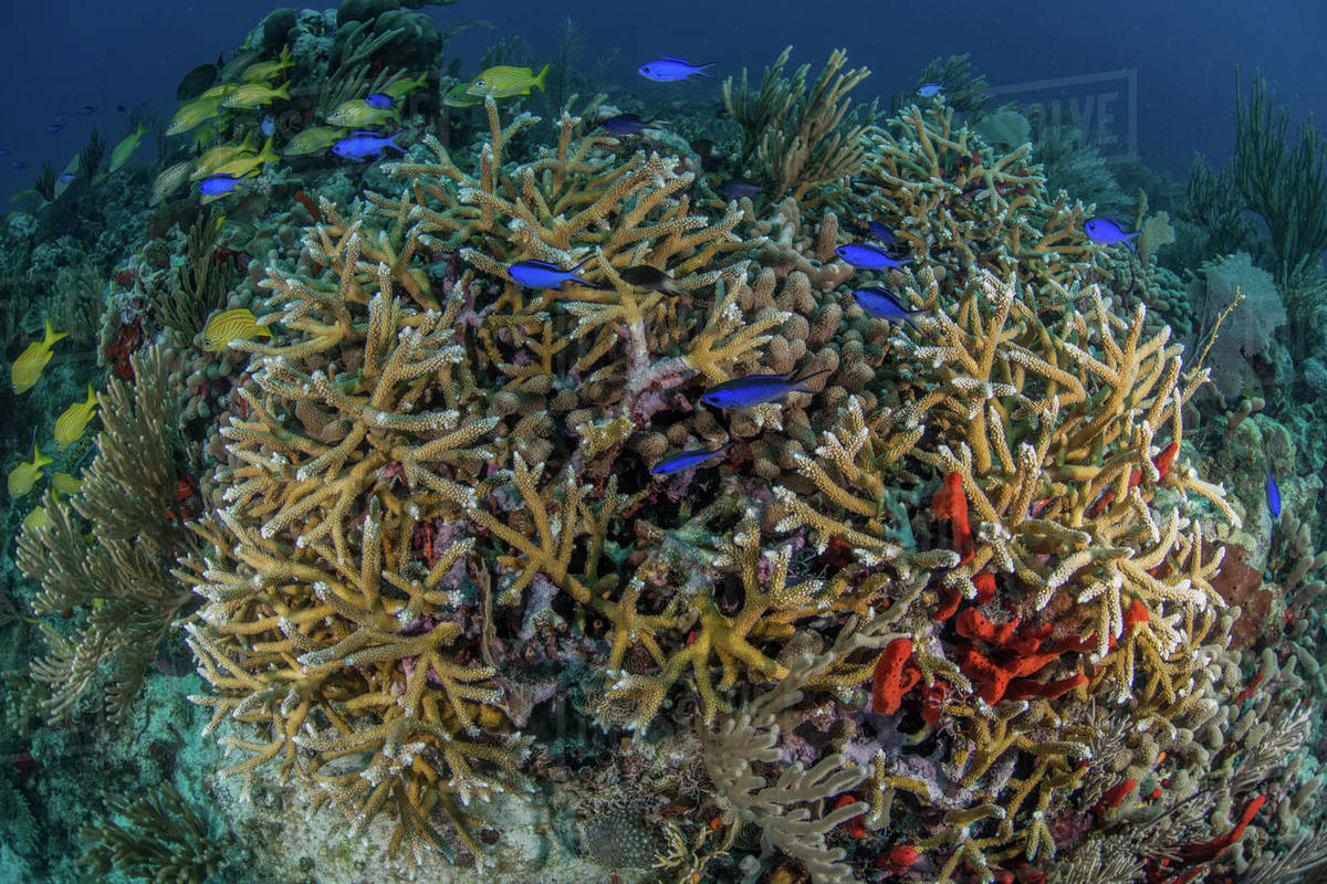 Staghorn coral and colorful fish, Puerto Morelos, Quintana Roo, Mexico ...