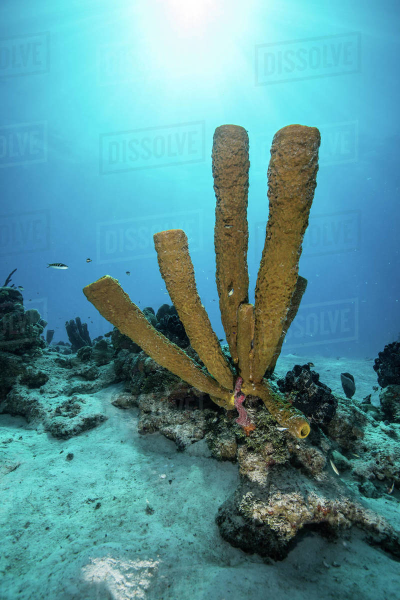 Reef landscape, Chinchorro Banks, Xcalak, Quintana Roo, Mexico ...