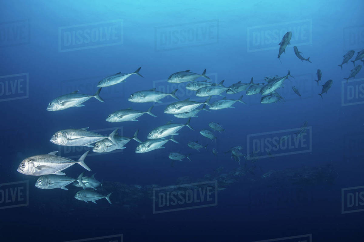 School of jack fish, Puntarenas, Costa Rica - Royalty-free Stock Photo ...