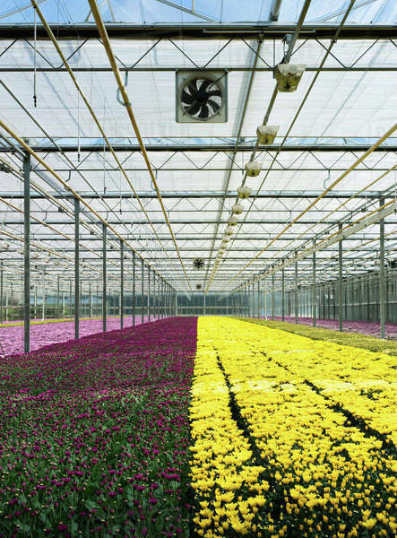 Growing variety of chrysanthemums in modern Dutch greenhouse, Maasdijk ...