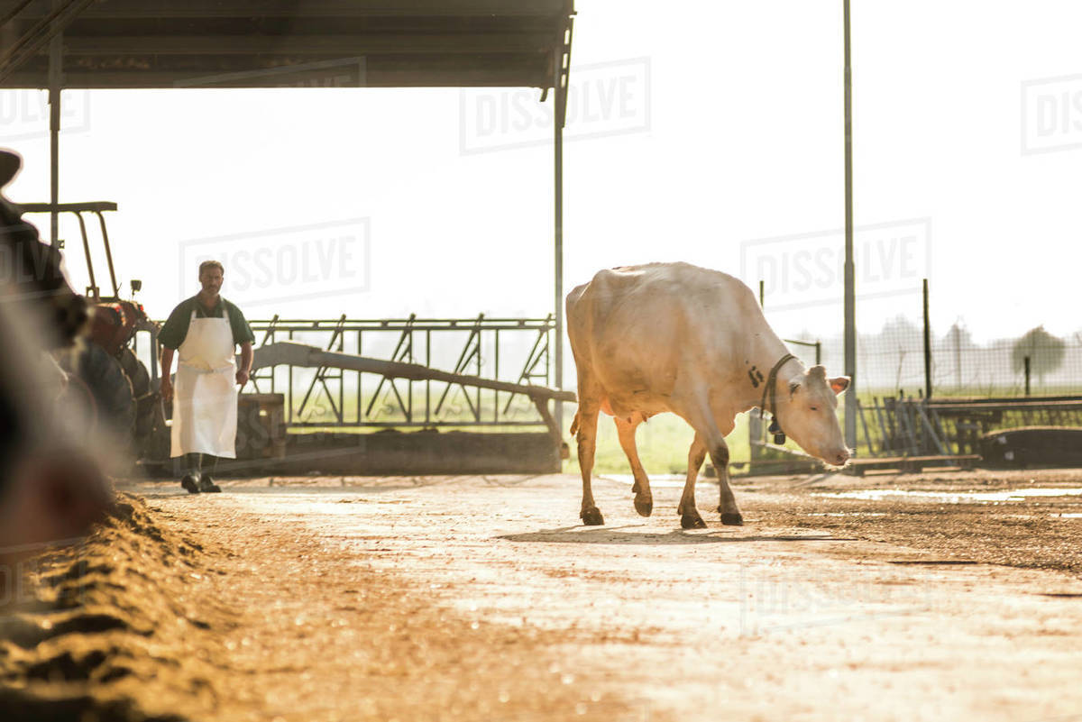 Dairy cow, farm worker in background - Stock Photo - Dissolve