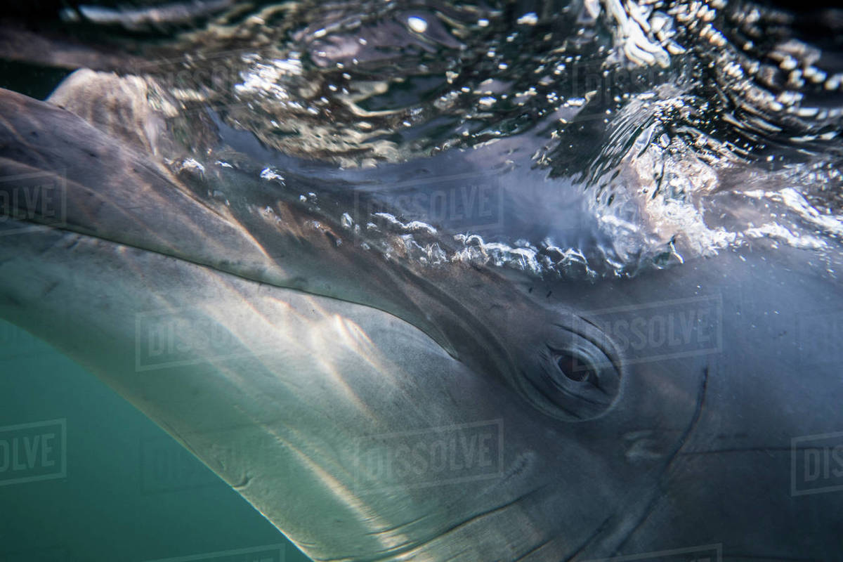 Bottlenose dolphin's eye, close-up, underwater view - Stock Photo ...