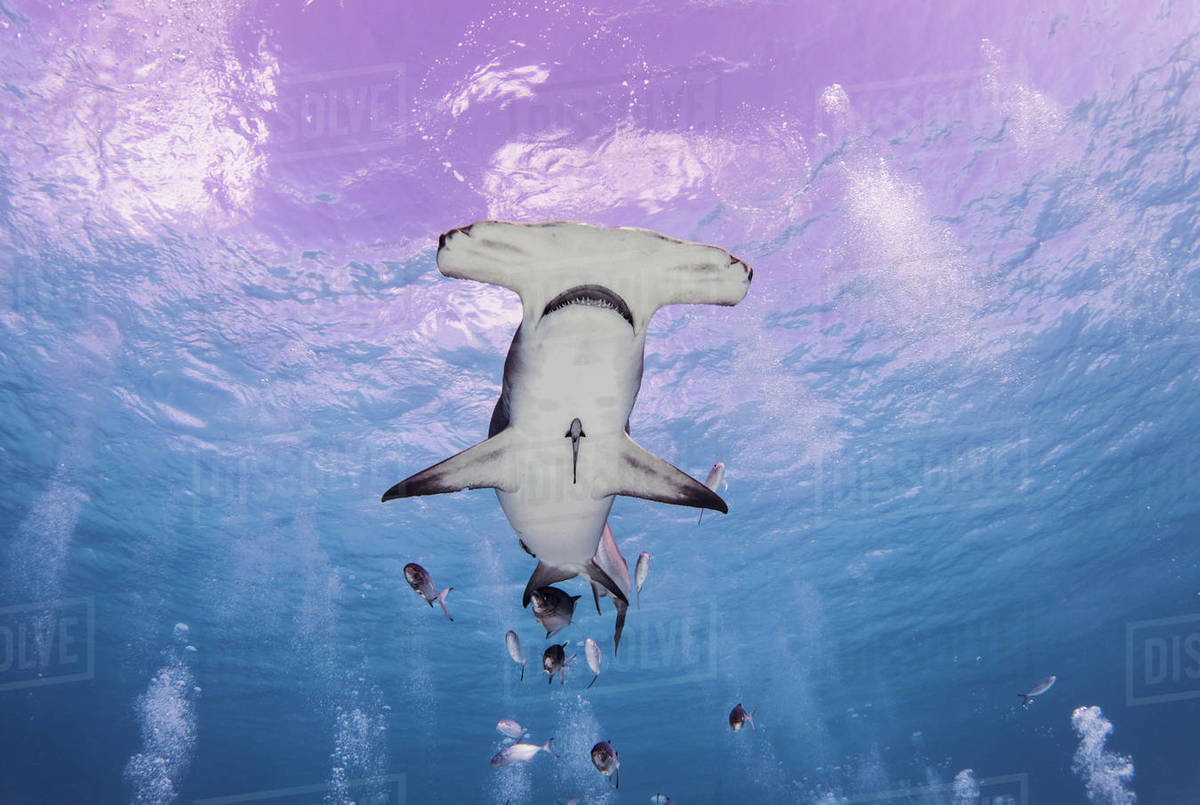 Great hammerhead shark, Alice Town, Bimini, Bahamas - Royalty-free ...