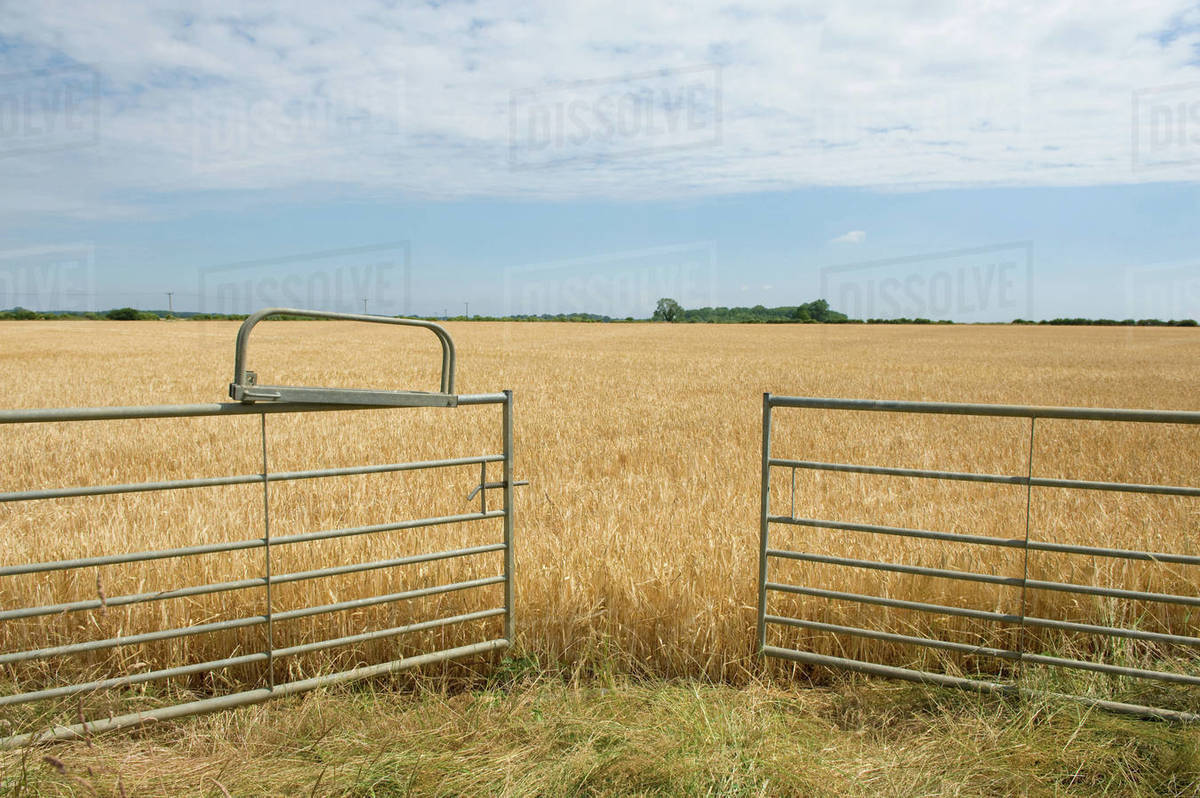 Farm gates opening into field ready for harvest - Stock Photo - Dissolve