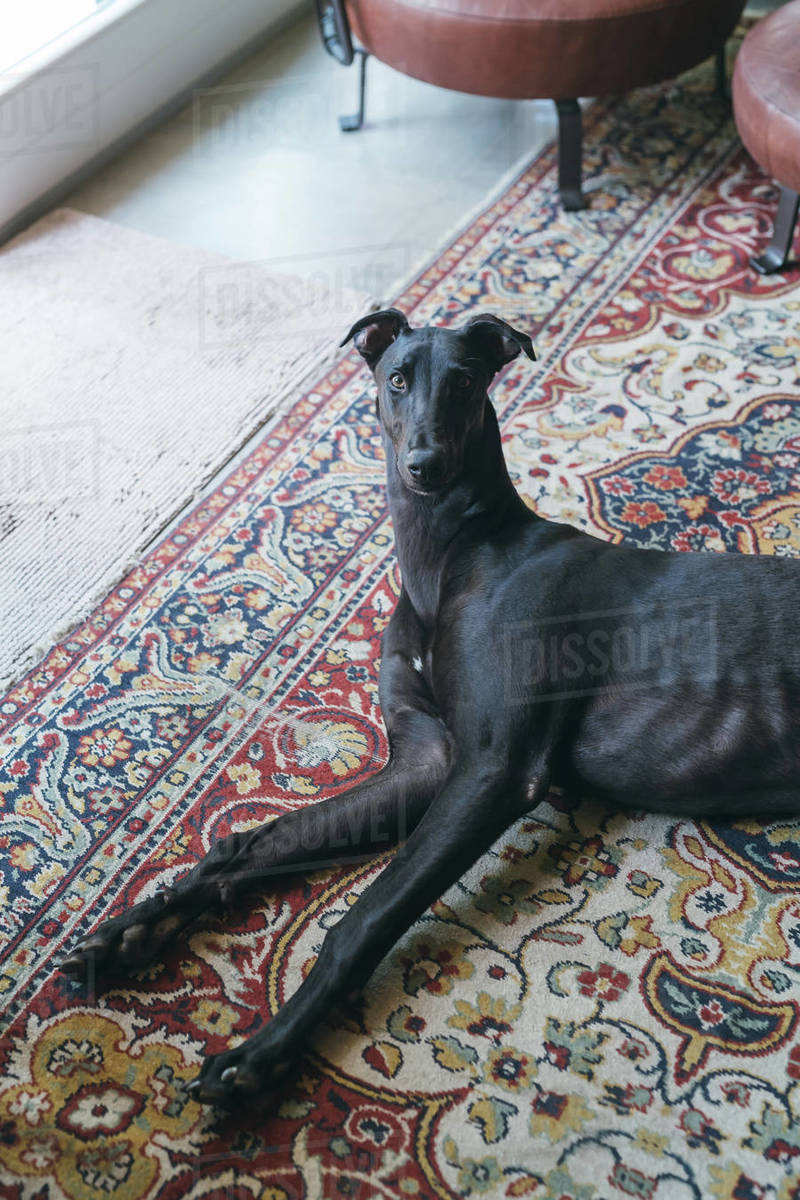 Greyhound lying on carpet - Royalty-free Stock Photo | Dissolve