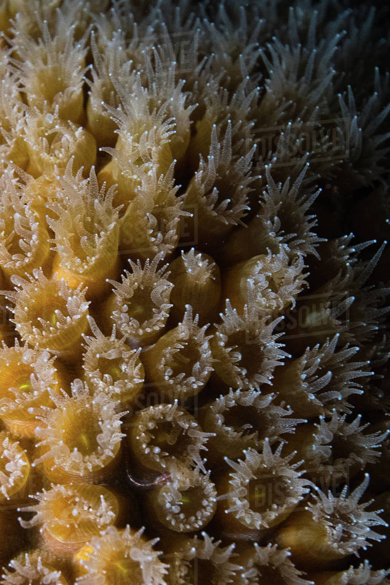 Reef life, Alacranes, Campeche, Mexico - Stock Photo - Dissolve
