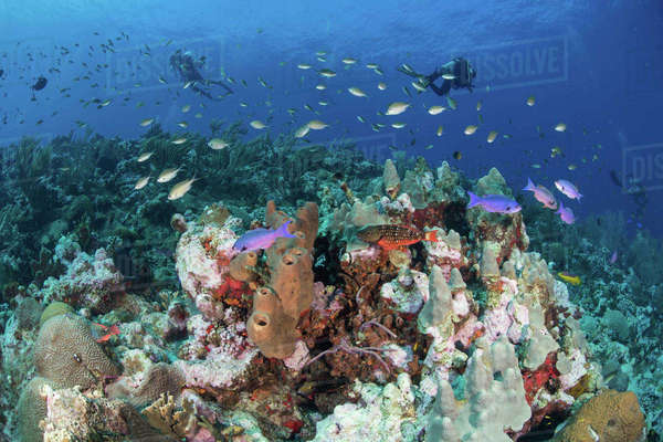 Divers exploring reef life, Alacranes, Campeche, Mexico - Stock Photo ...
