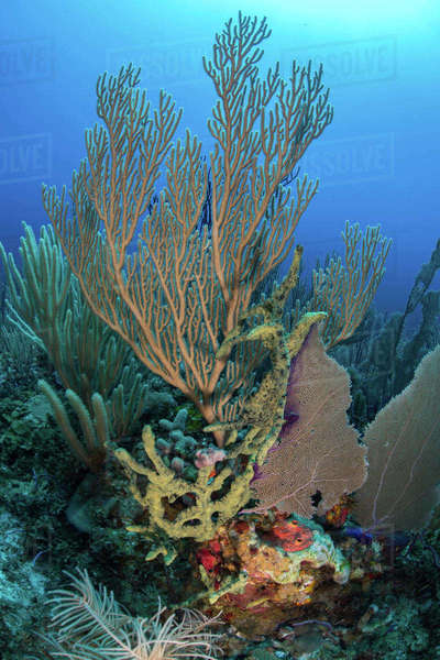 Reef life, Alacranes, Campeche, Mexico - Royalty-free Stock Photo ...