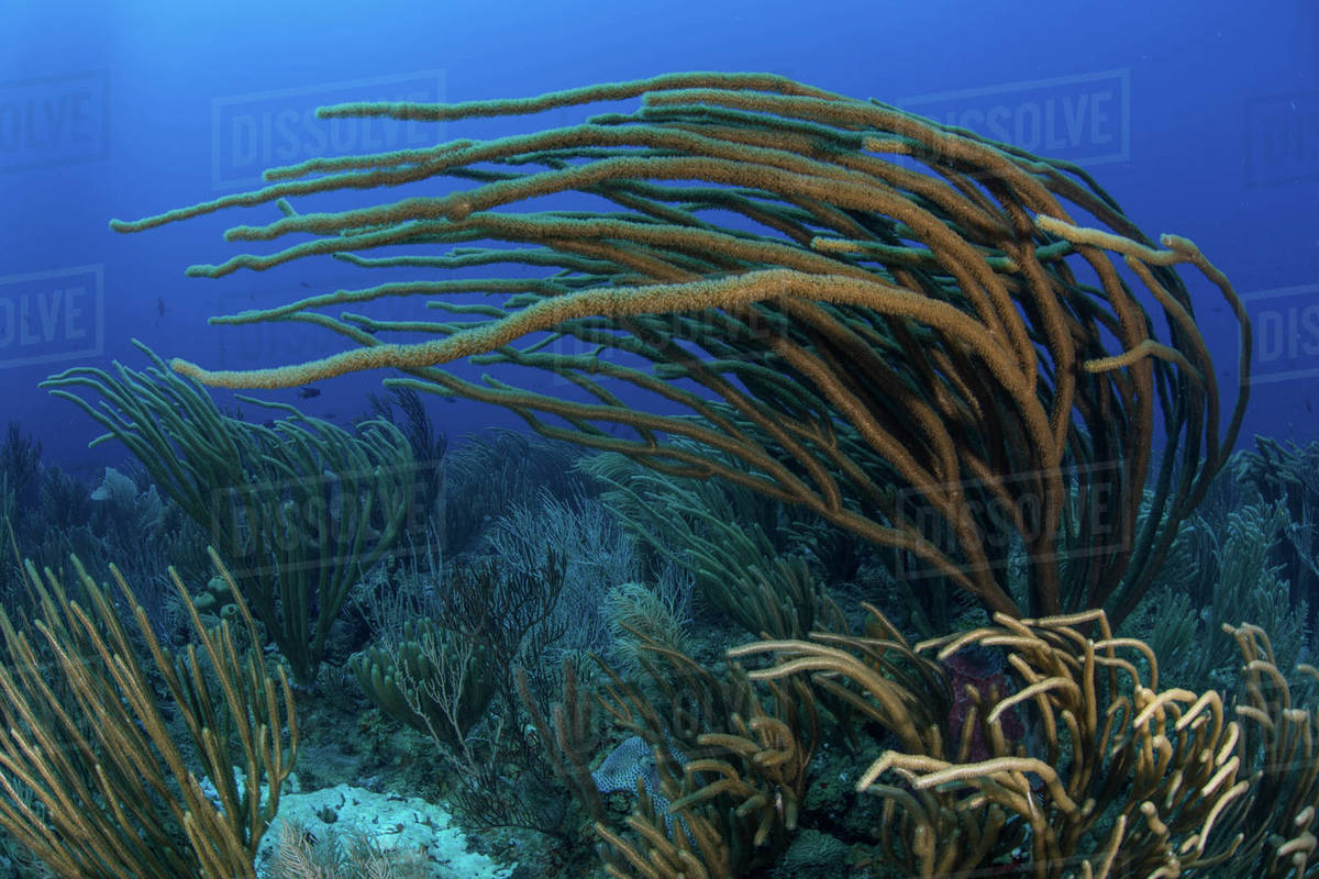 Reef life, Alacranes, Campeche, Mexico - Royalty-free Stock Photo ...