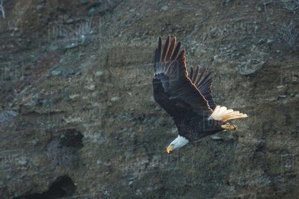 Mexican Bald Eagle taking off, San Carlos, Baja California Sur, Mexico ...