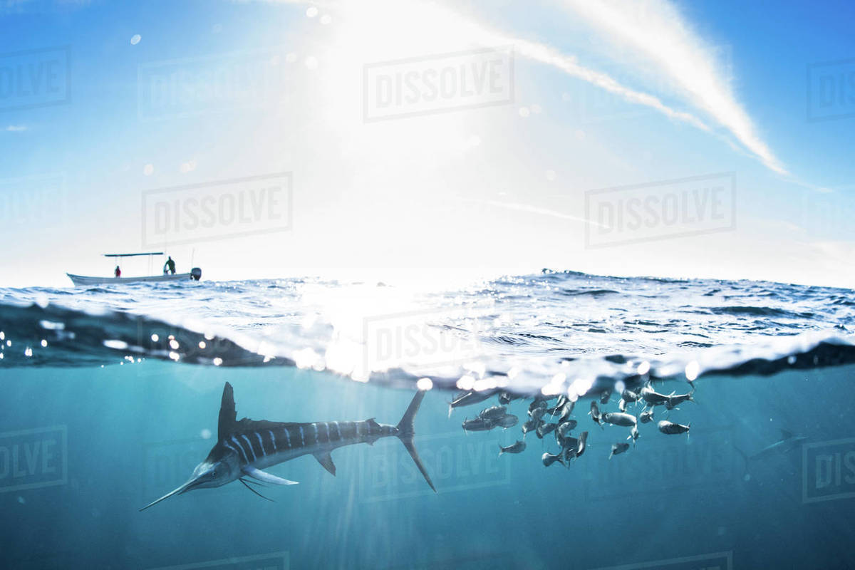 Striped marlin hunting mackerel and sardines - Royalty-free Stock Photo ...
