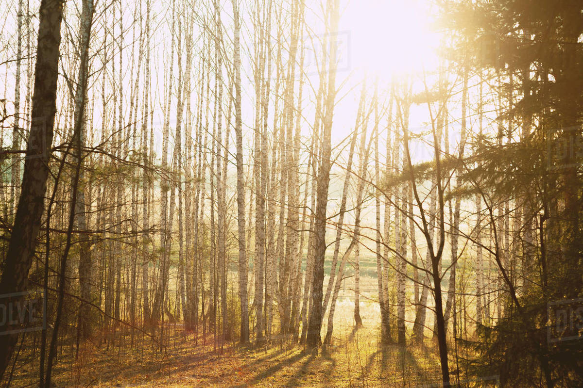 Sunlit Forest - campestre.al.gov.br