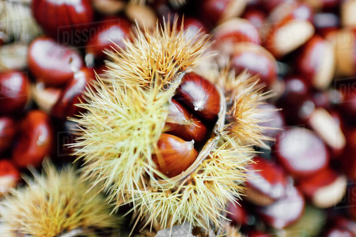 Chestnuts, some in prickly casing - Royalty-free Stock Photo | Dissolve