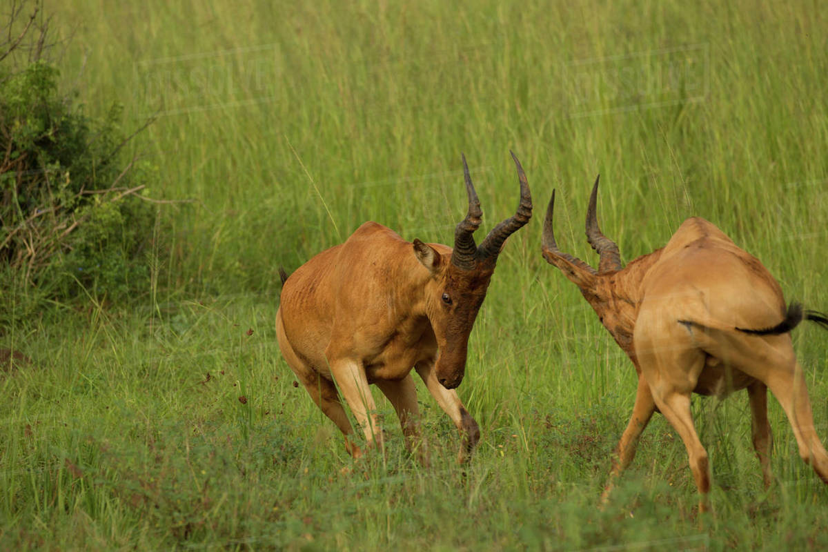 Two jackson's hartebeest (alcelaphus buselaphus) fighting in Murchison ...