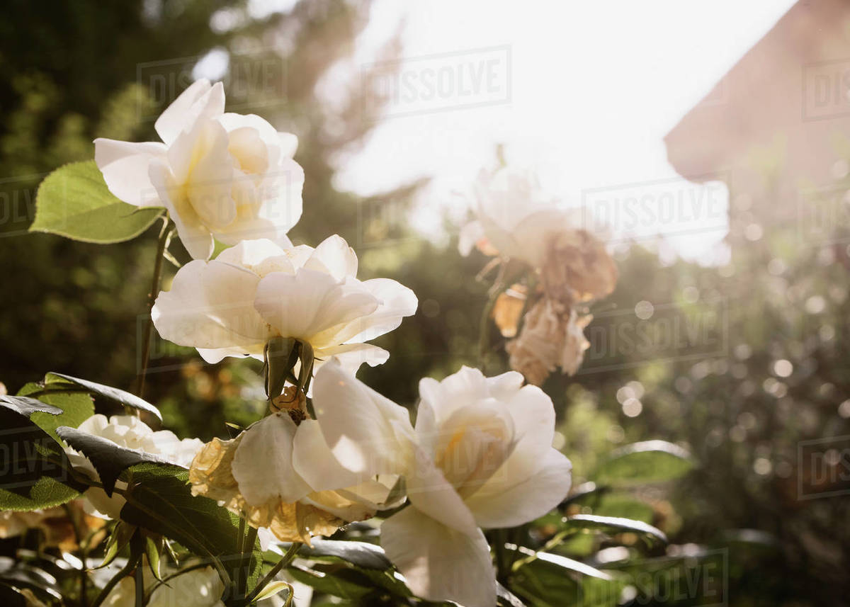 Cream coloured roses - Royalty-free Stock Photo | Dissolve