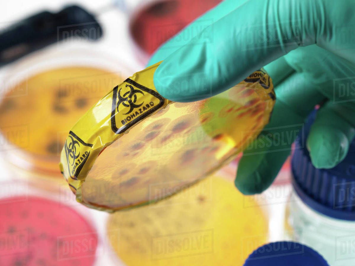 Microbiology Experiment, Scientist viewing microorganisms in bacterial ...