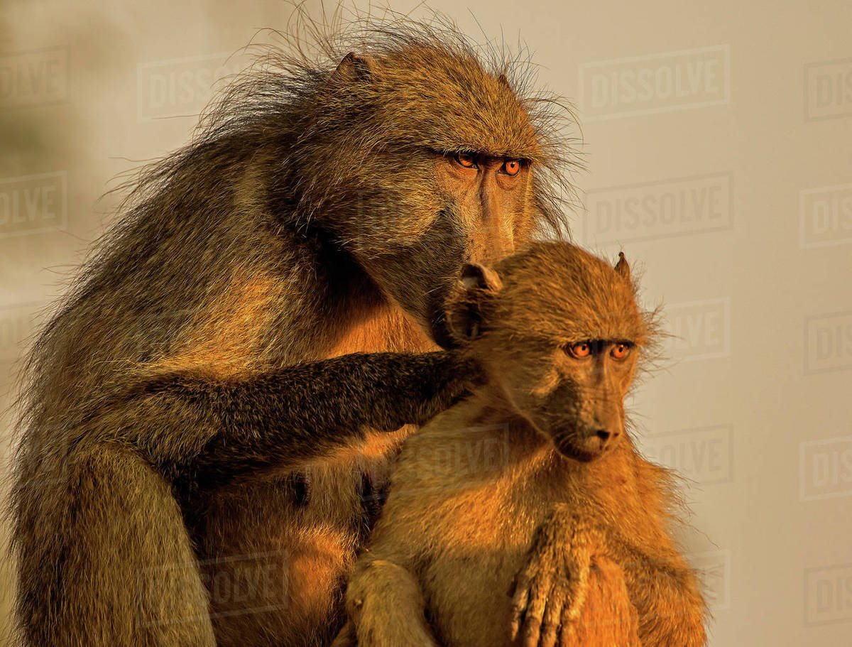Female chacma baboon tending juvenile, portrait, Kruger National park ...