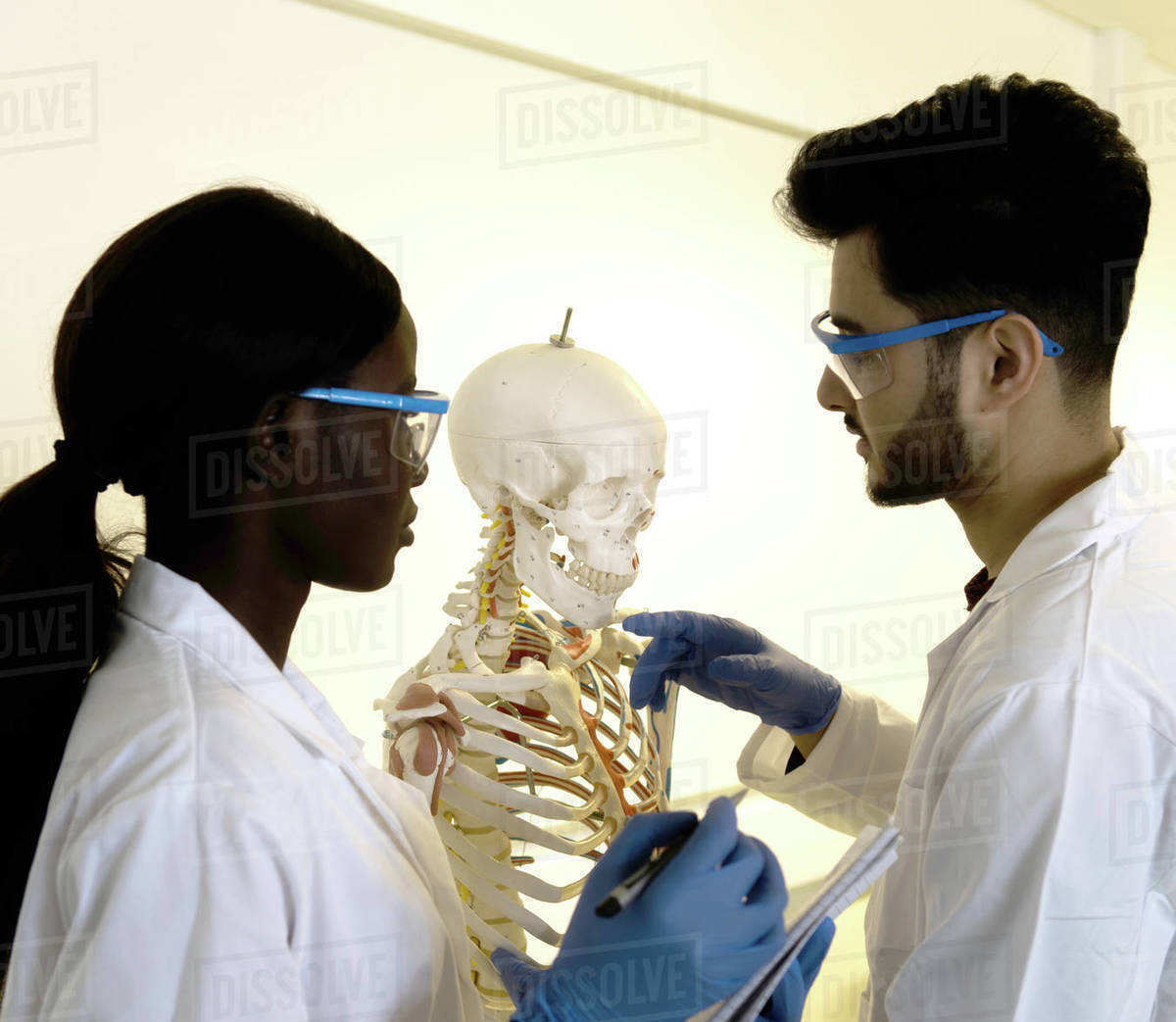Young female and male scientists examining jaw of model skeleton in ...