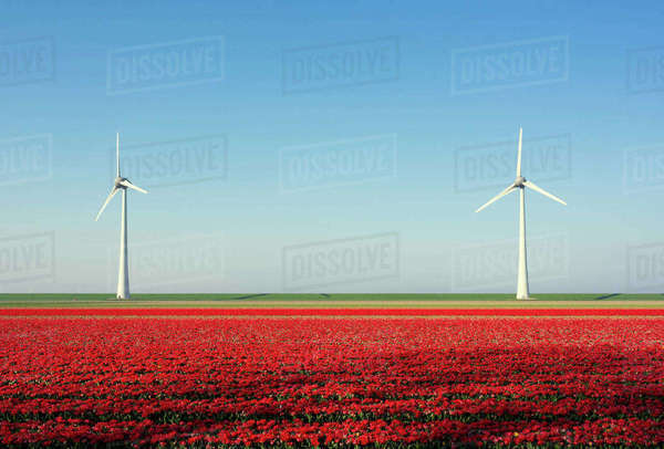 Red bulb fields in spring, wind turbines on a dyke in background ...