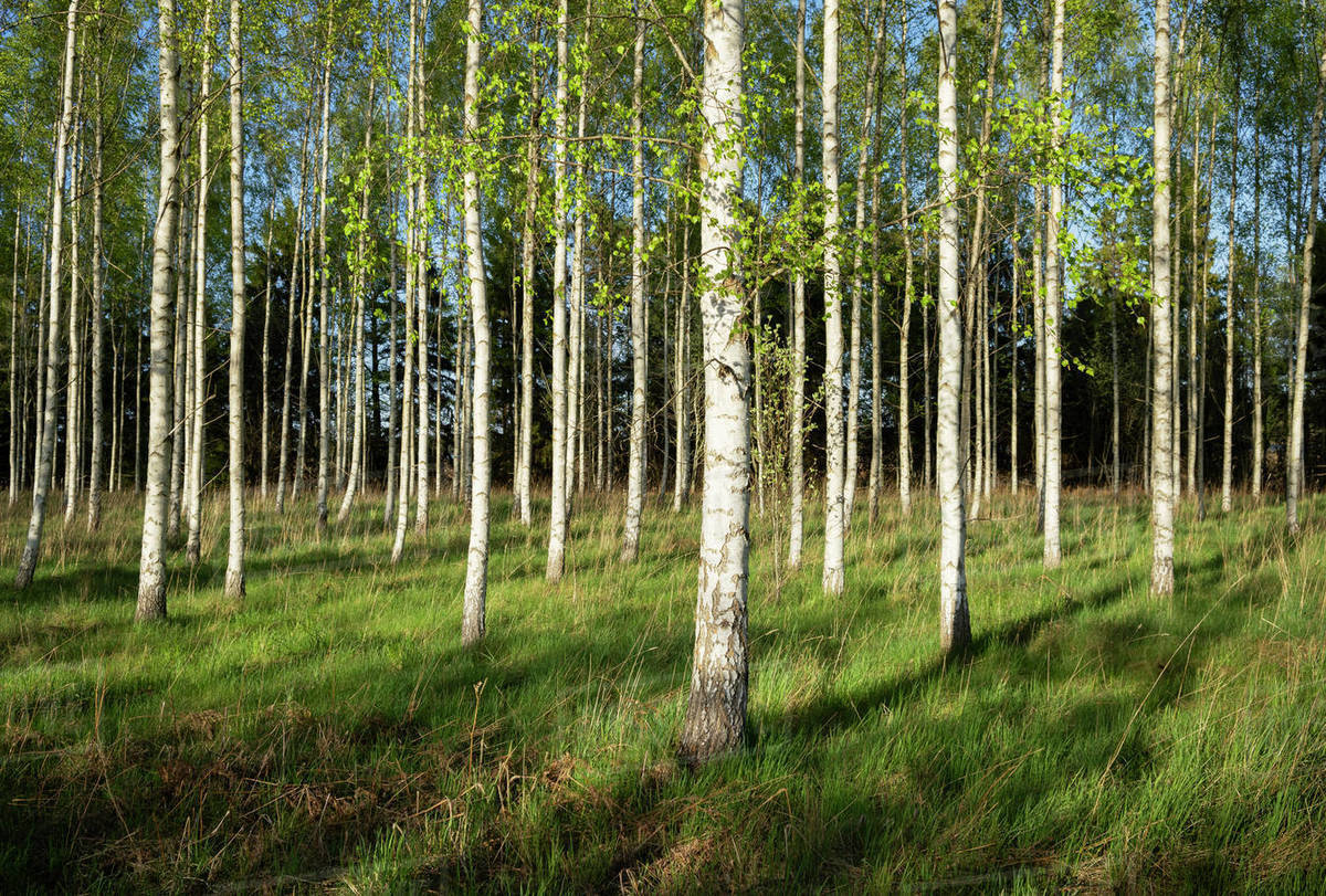 Field of birch trees, Tingstäde, Gotlands Lan, Sweden - Stock Photo ...