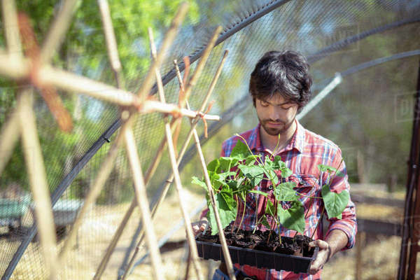 Portrait of gardener planting runner bean seedlings in springtime in ...