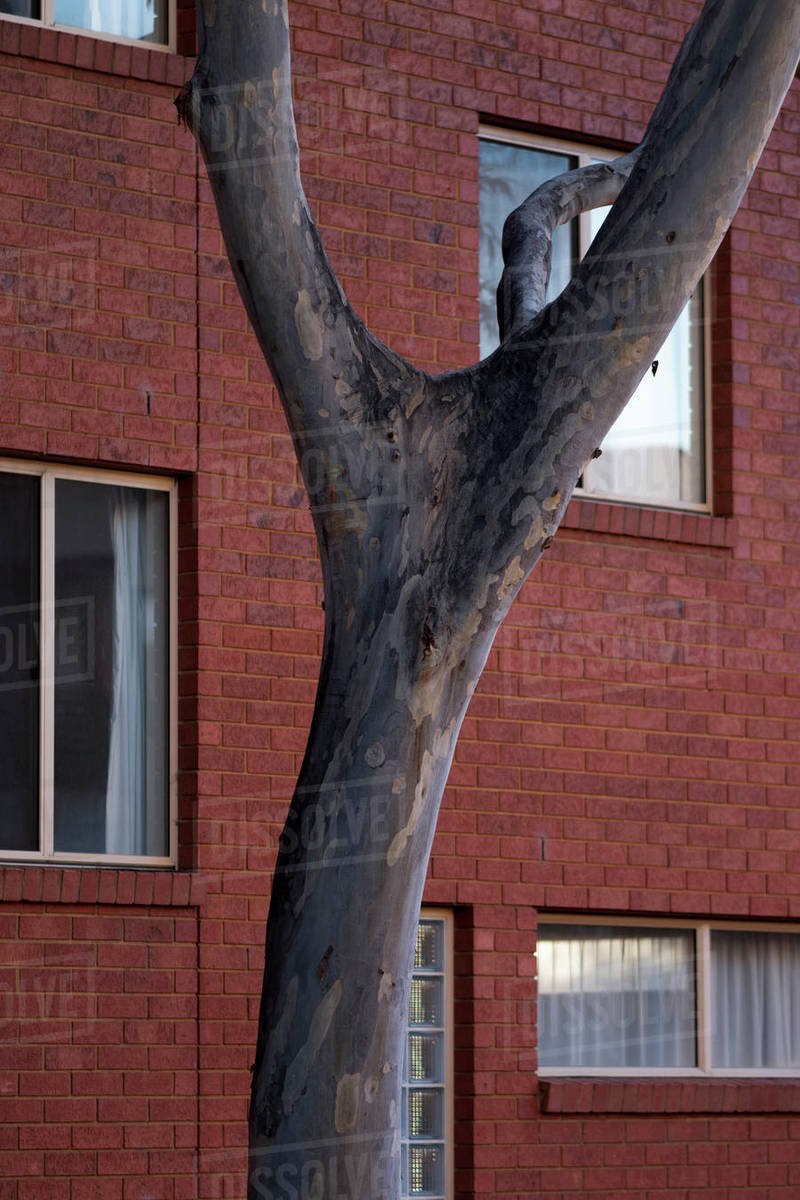 Gum tree in front of building with windows, Melbourne, Australia ...
