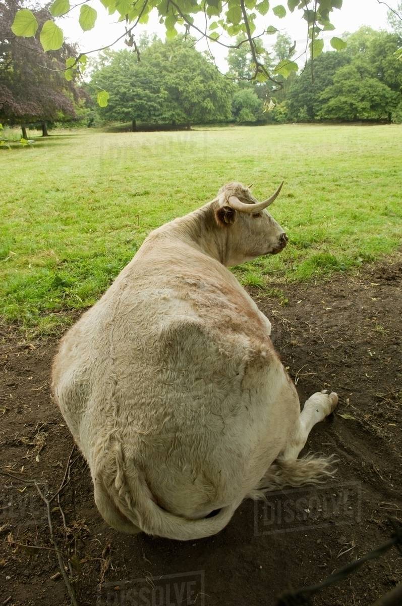 Bull resting on ground - Stock Photo - Dissolve