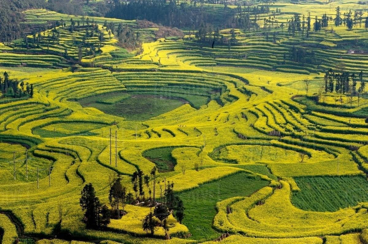 View of field terraces with blooming oil seed rape plants in valley ...