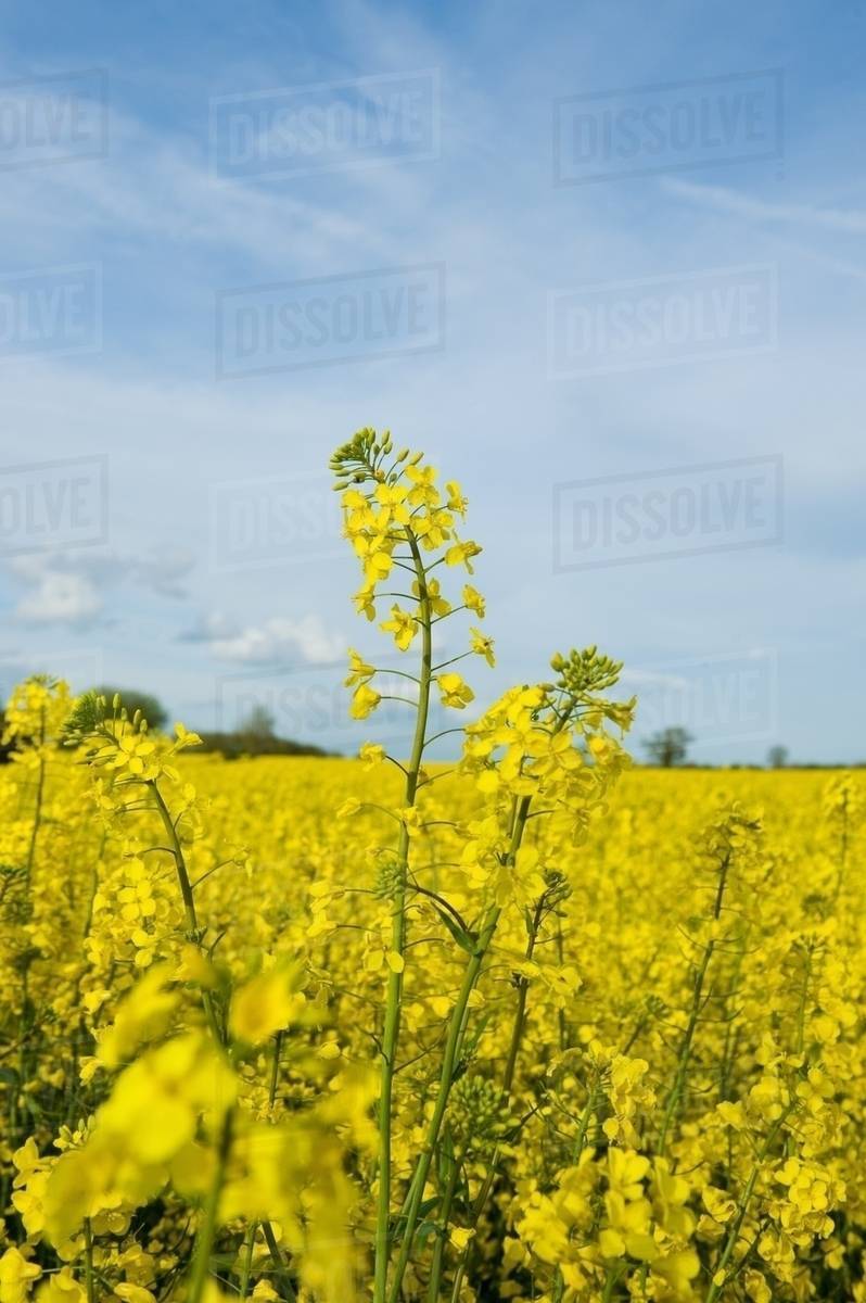 Close up of yellow oil seed rape plants in spring field - Royalty-free ...