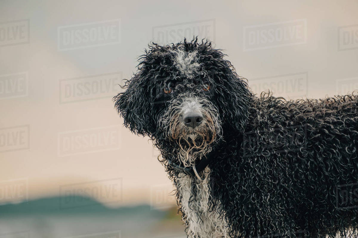 Wet curly-coated dog with piercing eyes standing outdoors with a ...