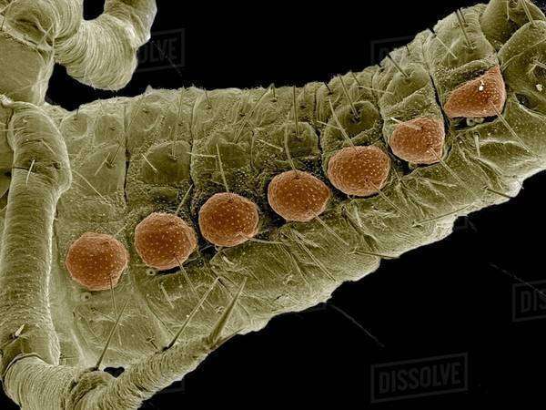 Abdomen of Ladybug larva, Coccinellidae SEM - Royalty-free Stock Photo ...