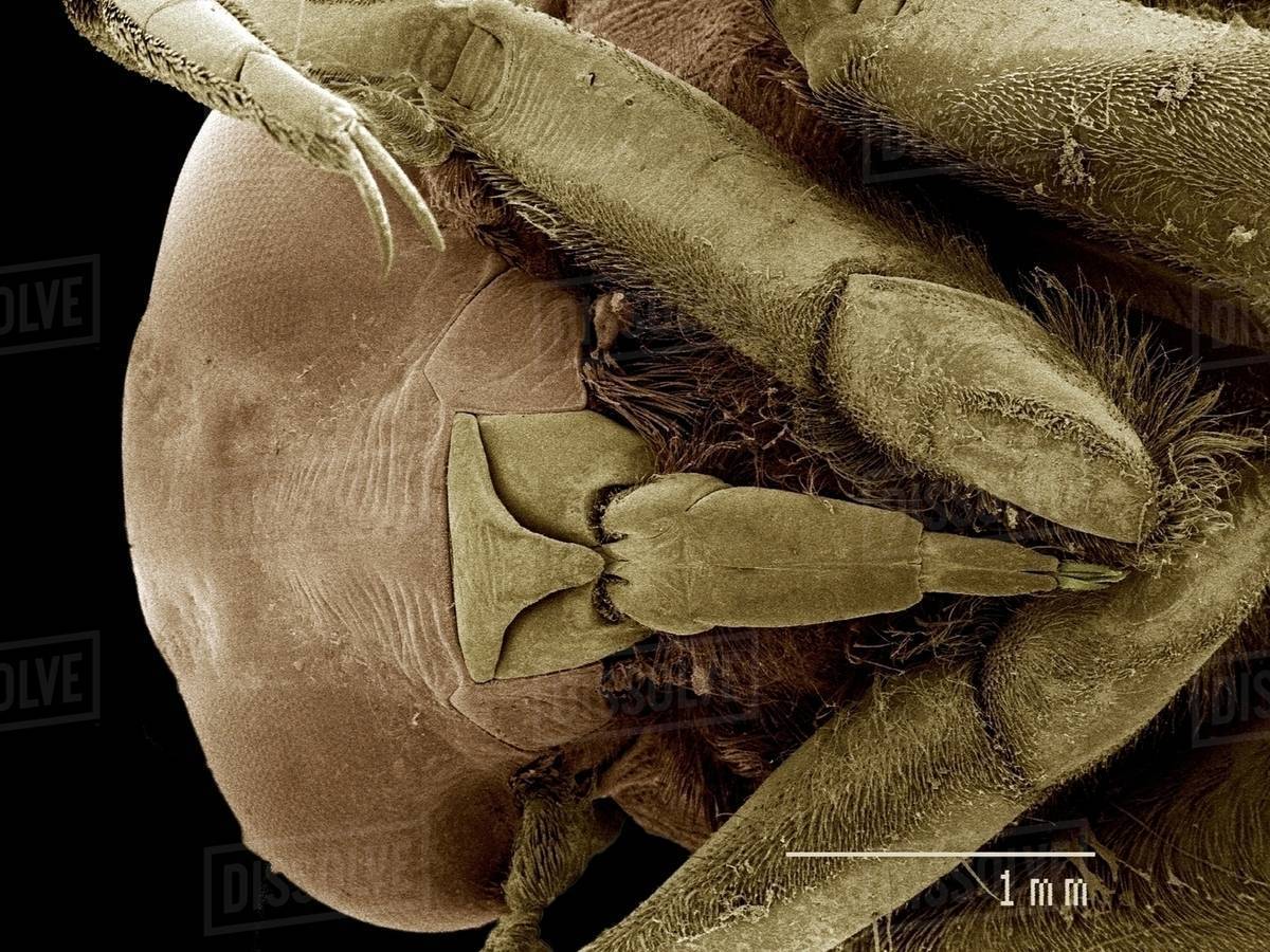 Head of Notonectidae, Buenoa sp SEM - Royalty-free Stock Photo | Dissolve