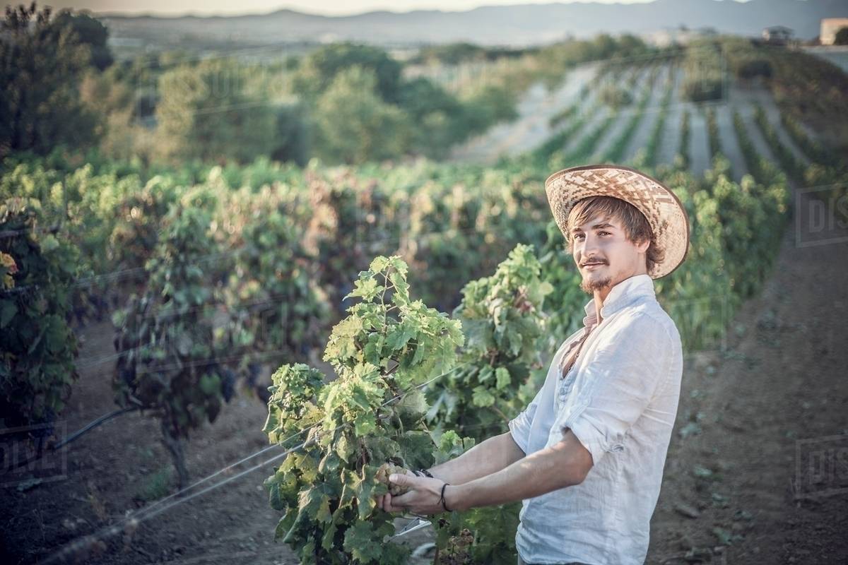 Viticulturist working in vineyard, Cagliari, Sardinia, Italy - Royalty-free Stock Photo | Dissolve