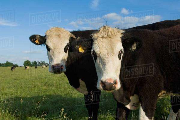 Portrait of two cows in field - Royalty-free Stock Photo | Dissolve