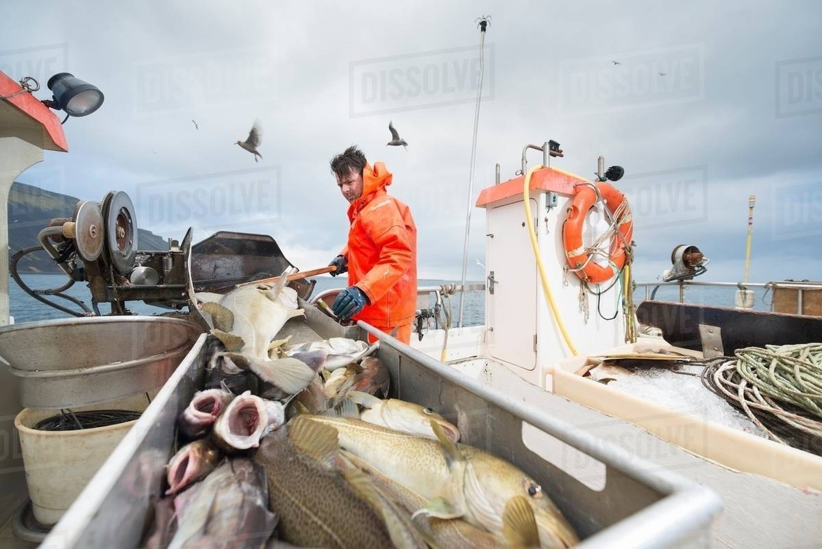 Fisherman working on boat with fresh fish in foreground - Royalty-free ...