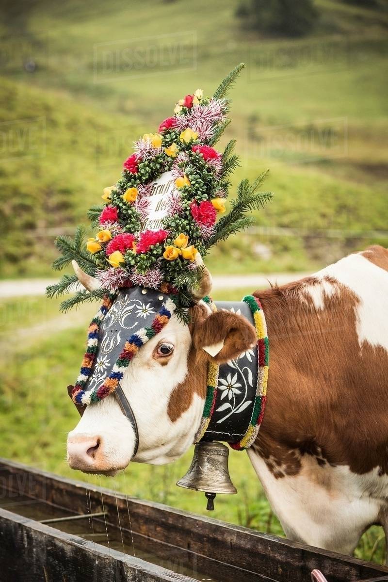 Cow wearing headdress in grassy field - Stock Photo - Dissolve