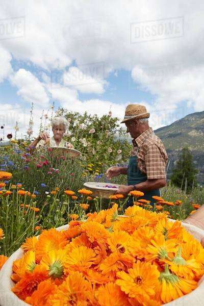 Older people picking flowers in field - Stock Photo - Dissolve