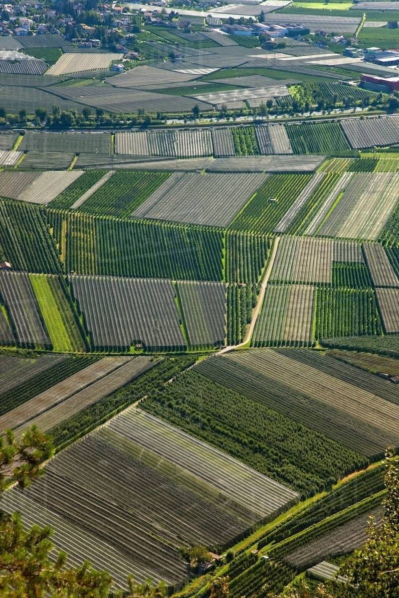 Aerial view of crop fields - Royalty-free Stock Photo | Dissolve