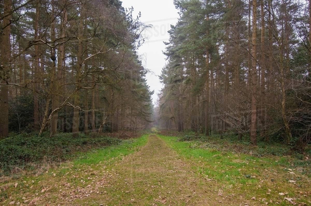 Dirt road in forest - Royalty-free Stock Photo | Dissolve