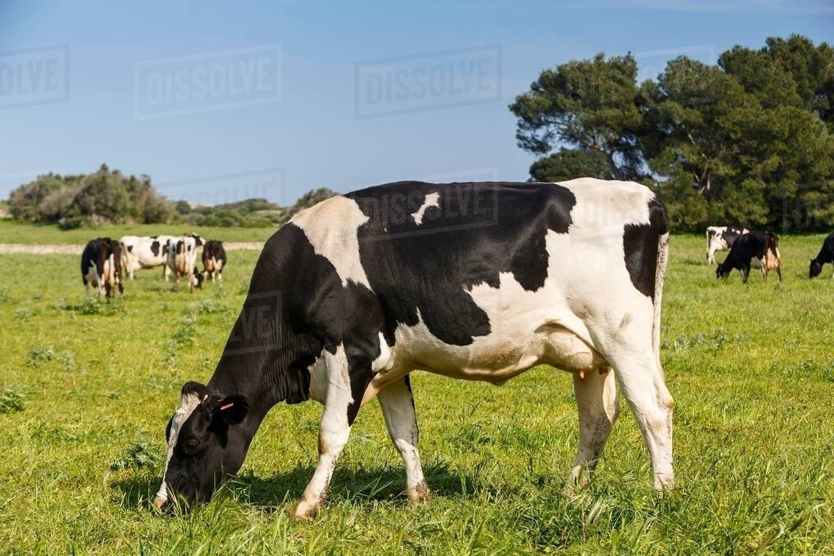 Friesian cows grazing in field - Royalty-free Stock Photo | Dissolve