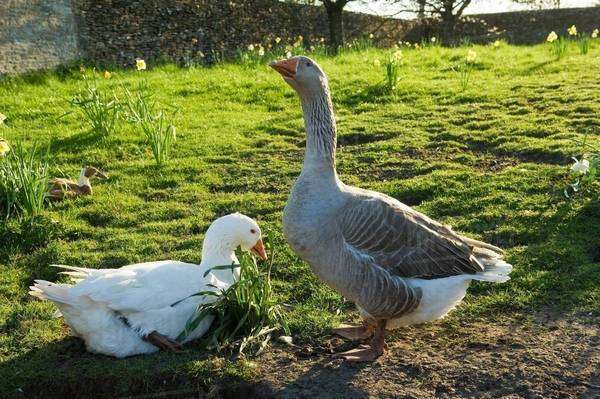 Two farm geese in sunlit field - Royalty-free Stock Photo | Dissolve