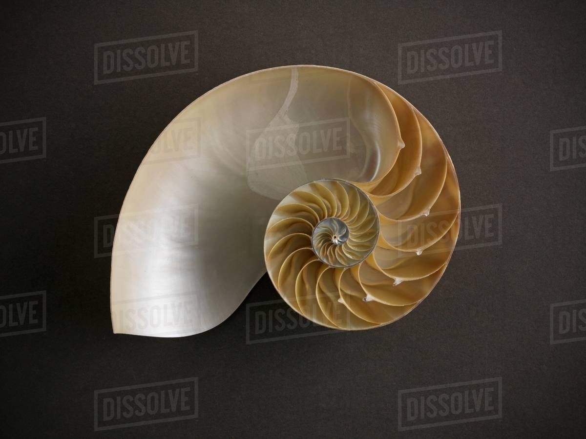Close up of nautilus shell - Royalty-free Stock Photo | Dissolve