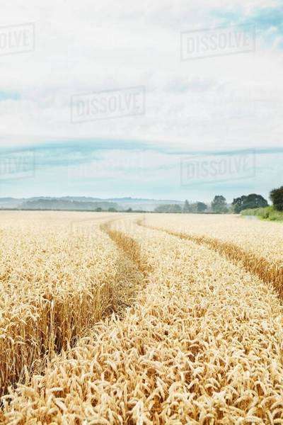 Paths carved in field of tall wheat - Royalty-free Stock Photo | Dissolve