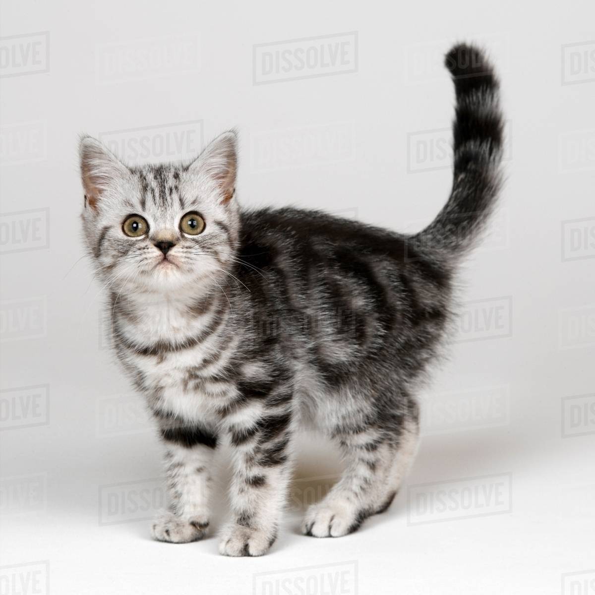 Silver tabby kitten - Royalty-free Stock Photo | Dissolve