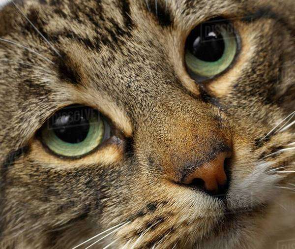 Close up of cat's face - Royalty-free Stock Photo | Dissolve