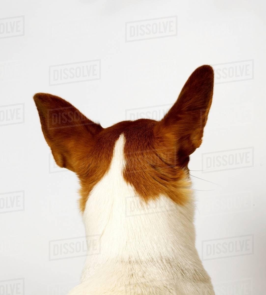 Back view of dog with ears raised - Royalty-free Stock Photo | Dissolve